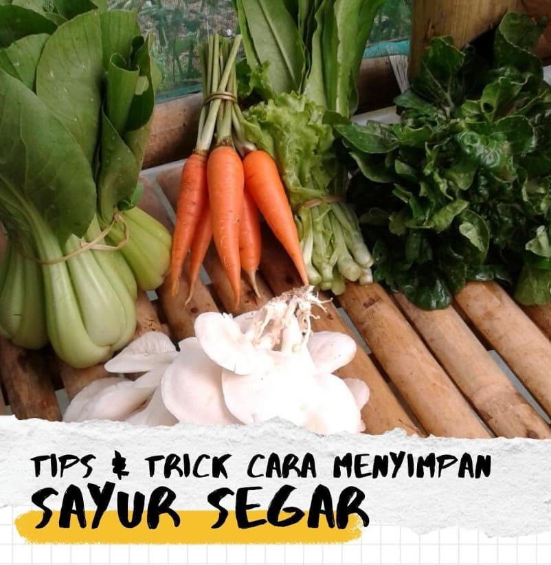 Kebun Seni Tani: Cara Petani Kota Sulap Lahan Tidur Jadi Kebun ...